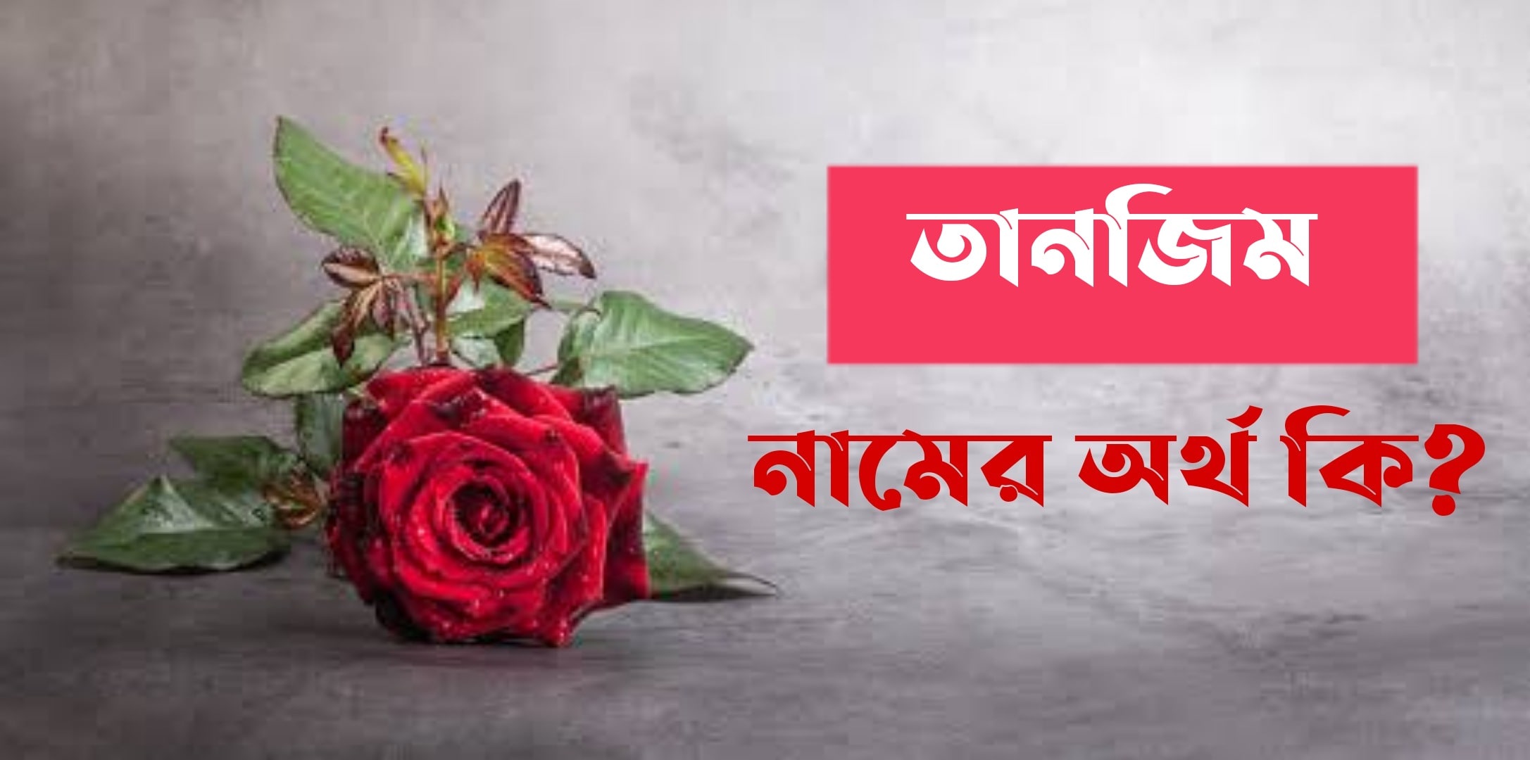  Tanjim Name Meaning In Bengali Name Bangla